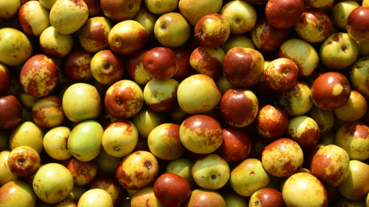 ماذا تعرف عن ثمرة السدر.. فوائدها مذهلة قد تعرفها لأول مرة