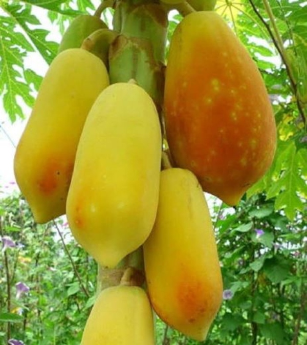 فاكهة البابايا صحية بشكل لا يُصدق وأبرزها مليئة بالمغذيات وتحسّن صحة القلب